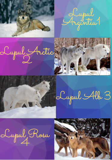 Arhetipul Lupului – Drumul Inițierii